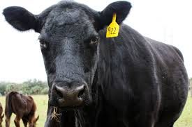 Angus Beef in Thailand | Sloane